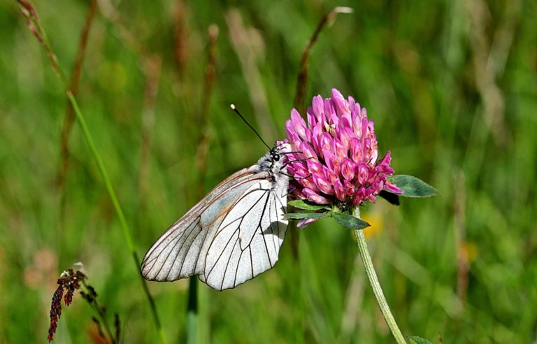 metulj deteljica - Ustavi se!